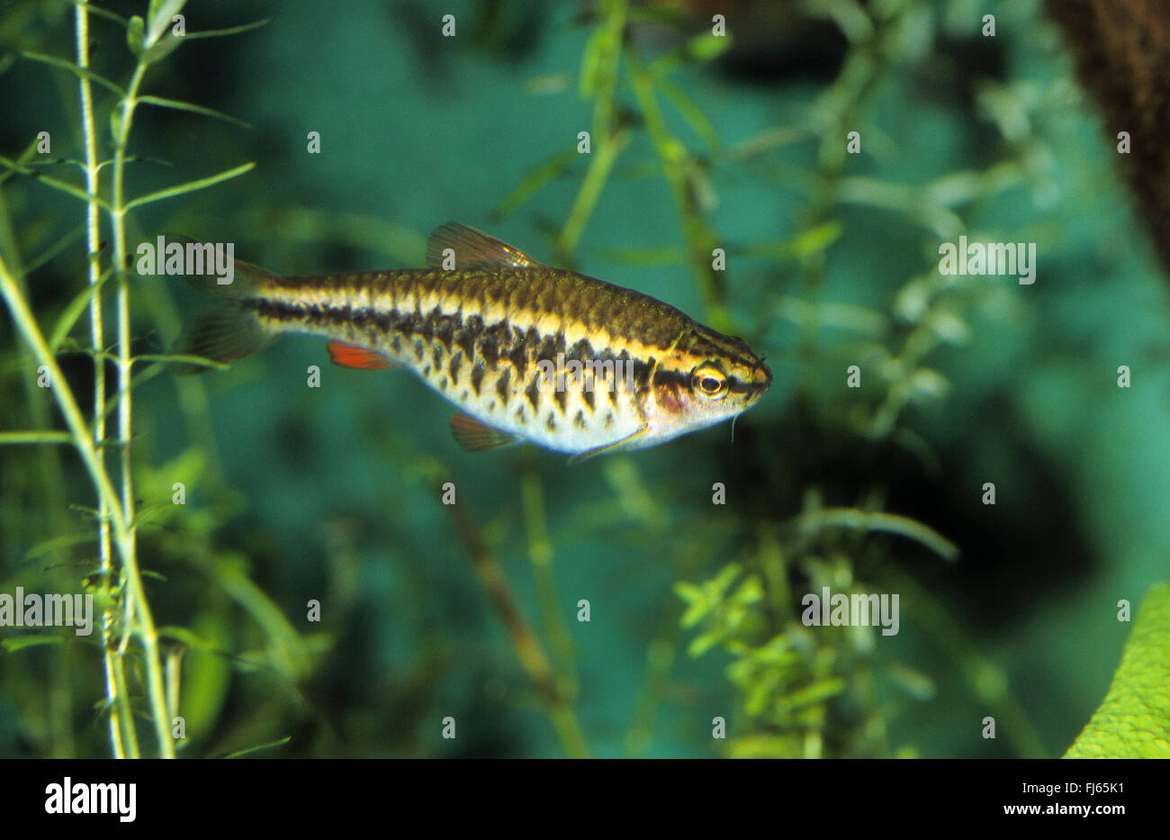 Cherry barb (Barbus titteya, Puntius titteya), swimming Stock Photo - Alamy