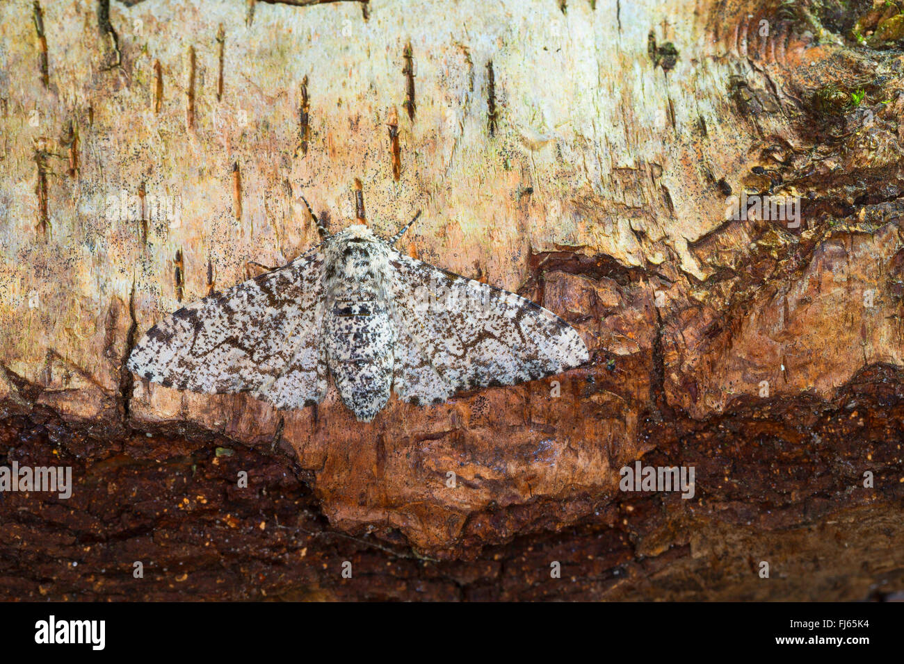 Peppered moth (Biston betularia, Biston betularius, Amphidasis ...