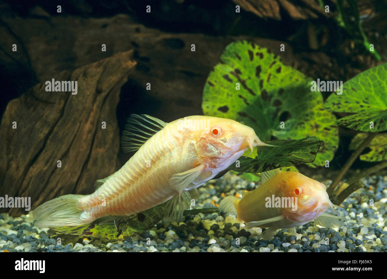 Corydoras (Corydoras spec), swimming Stock Photo - Alamy