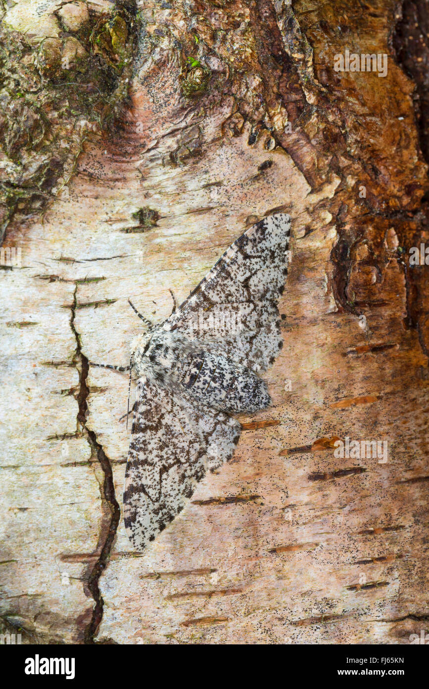 Peppered moth (Biston betularia, Biston betularius, Amphidasis ...