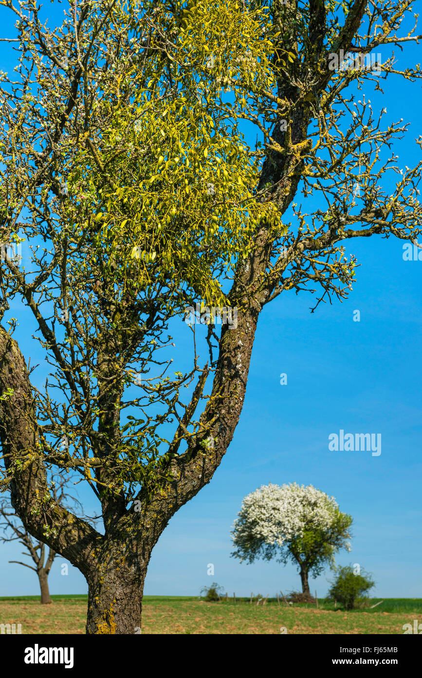Common pear (Pyrus communis), with flowering apple tree in the ...
