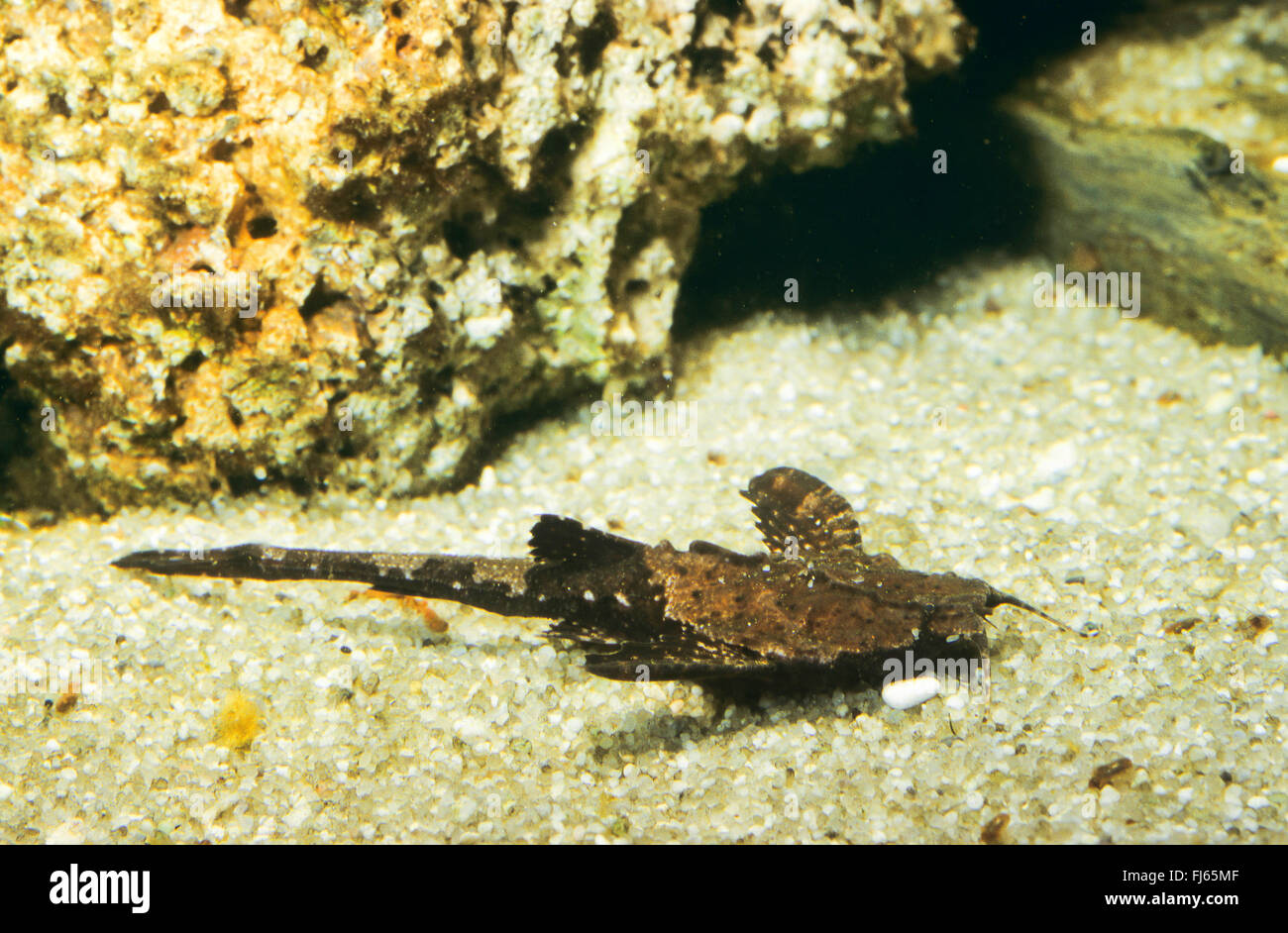 Bunocephalus bicolor hi-res stock photography and images - Alamy