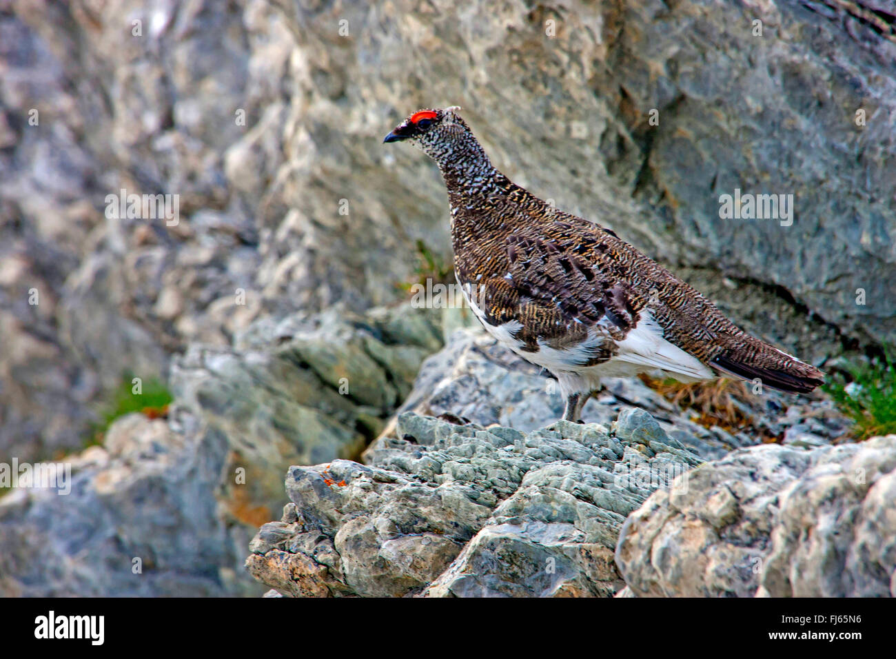 Rock ptarmigan, Snow chicken (Lagopus mutus), standing at a cliff edge ...