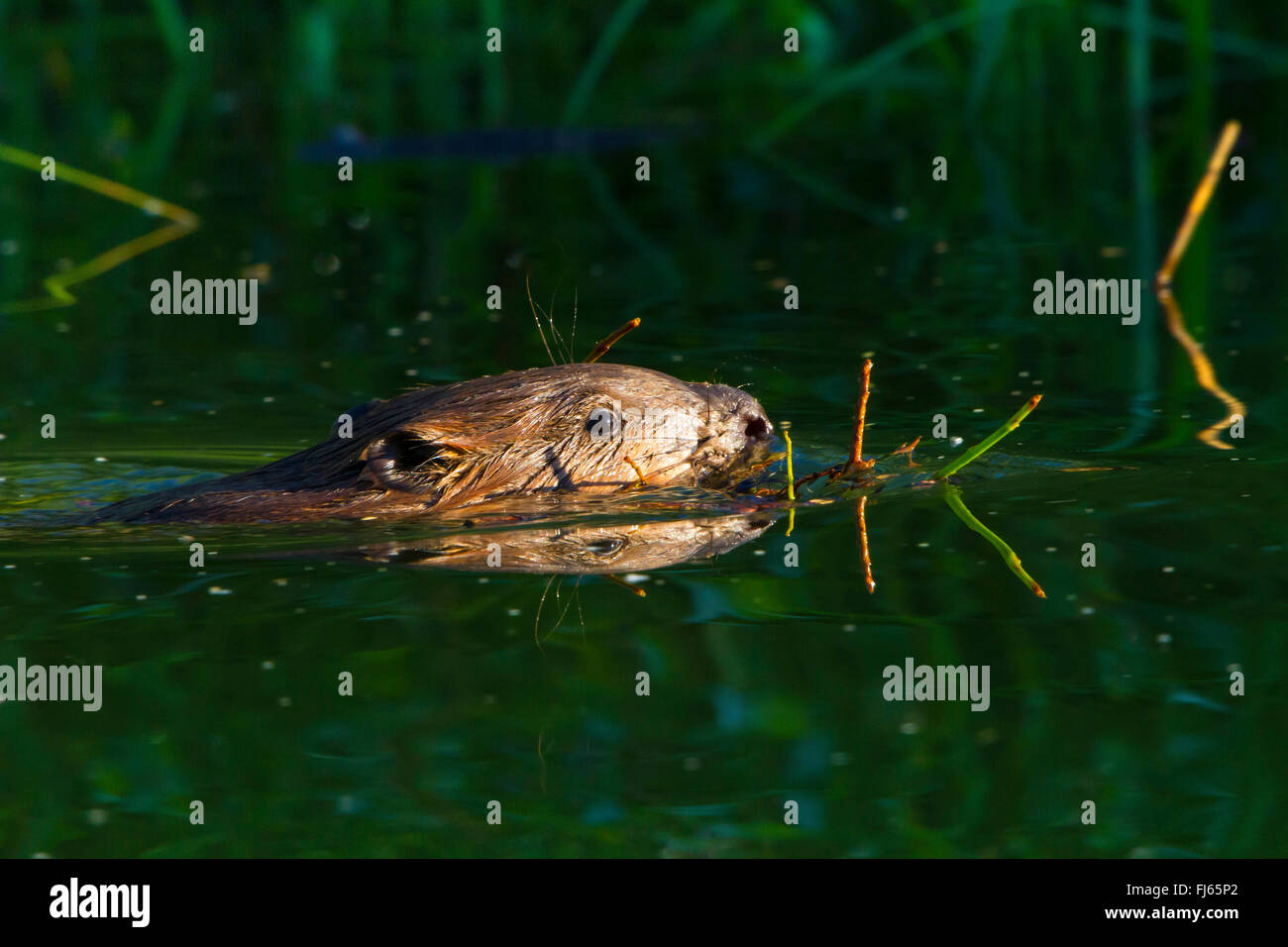 Eurasian beaver, European beaver (Castor fiber), swimming with nesting ...