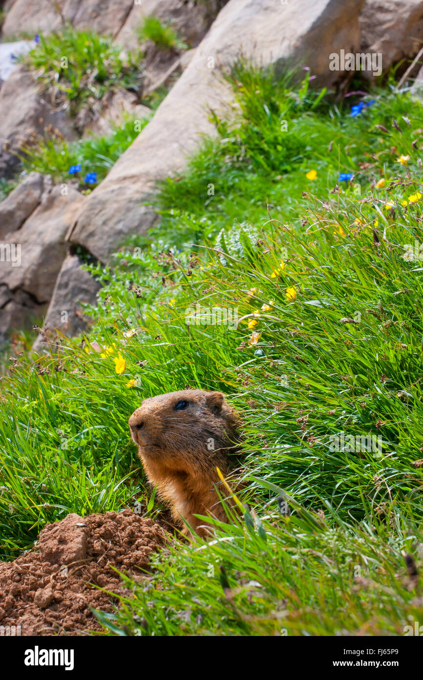 Marmots Switzerland High Resolution Stock Photography and Images - Alamy