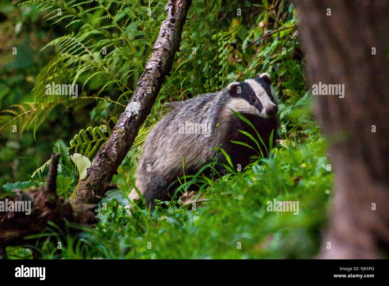 Old World badger, Eurasian badger (Meles meles), searching food in the ...