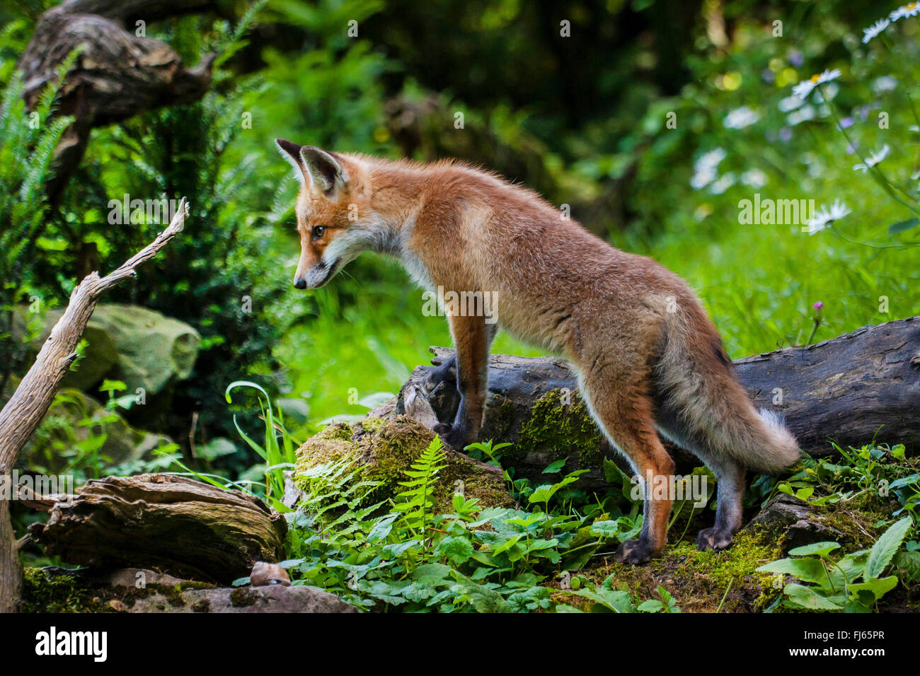 Dead Red Fox Vulpes Vulpes High Resolution Stock Photography and Images ...