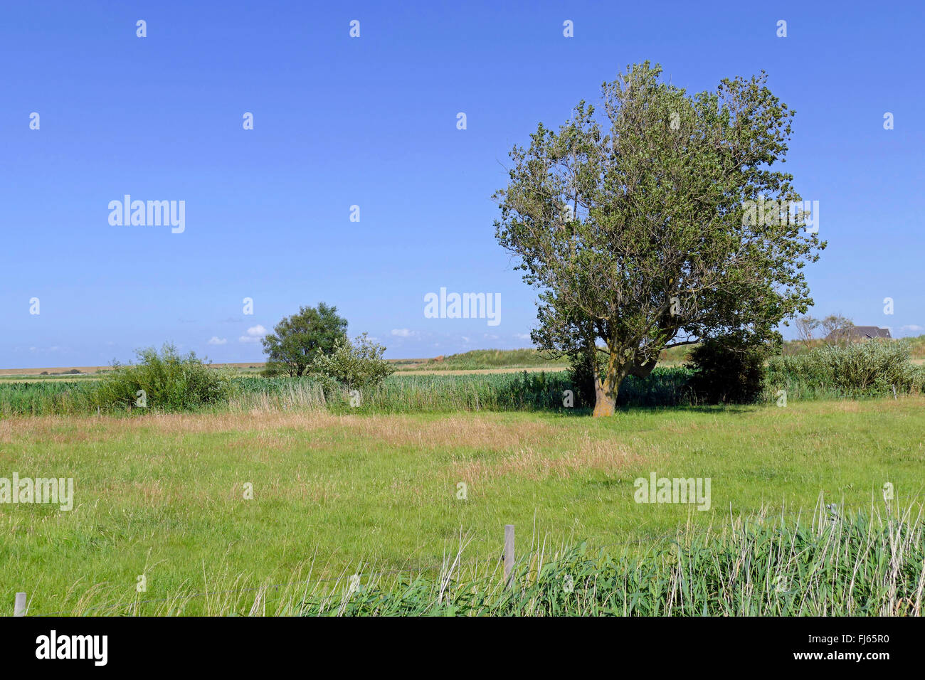 Land behind the dyke with meadows hi-res stock photography and images ...