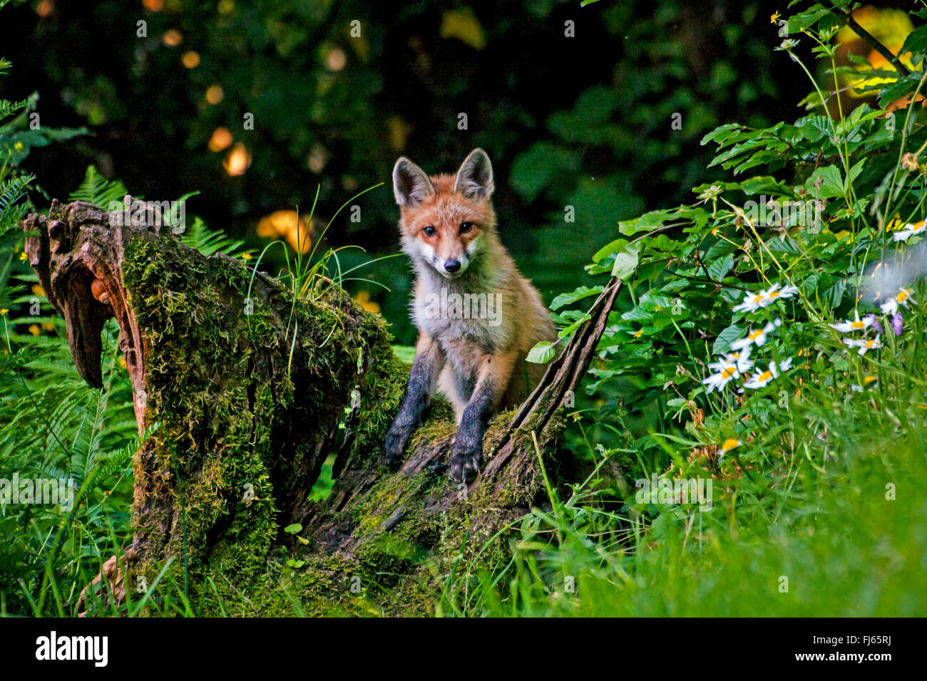 Juvenile red fox hi-res stock photography and images - Alamy