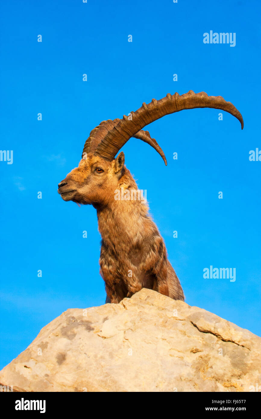 Alpine ibex (Capra ibex, Capra ibex ibex), in morning light on a rock ...