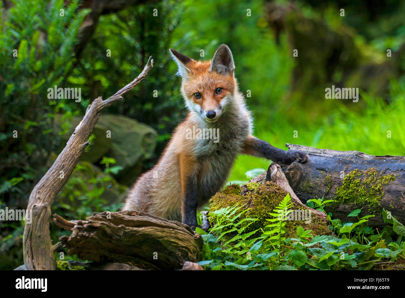 Juvenile red fox hi-res stock photography and images - Alamy