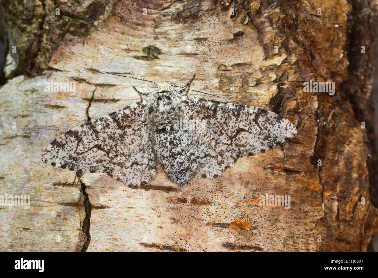 Peppered moth (Biston betularia, Biston betularius, Amphidasis ...