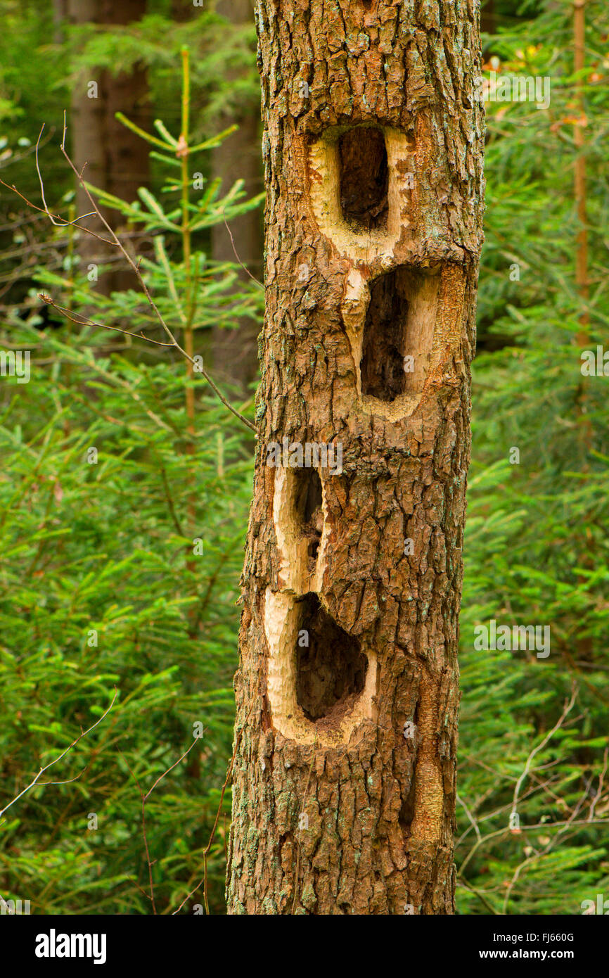Tree woodpecker cavity hi-res stock photography and images - Alamy