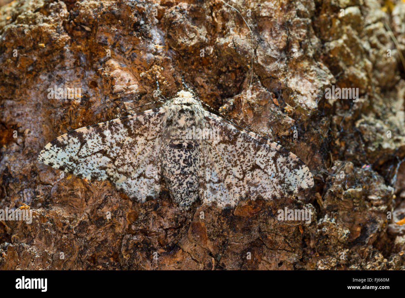 Peppered moth (Biston betularia, Biston betularius, Amphidasis ...