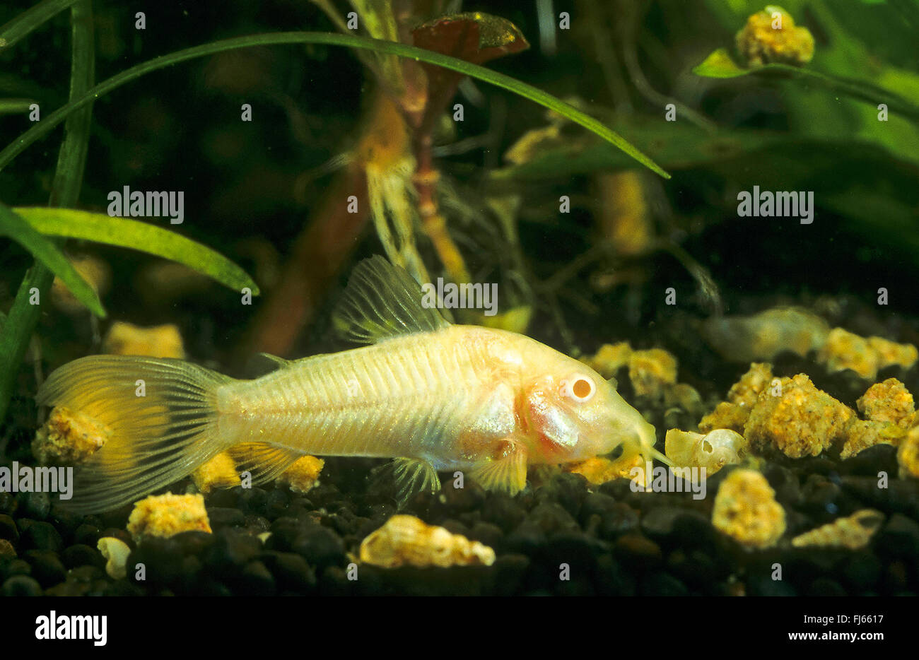Corydoras (Corydoras spec), swimming Stock Photo - Alamy