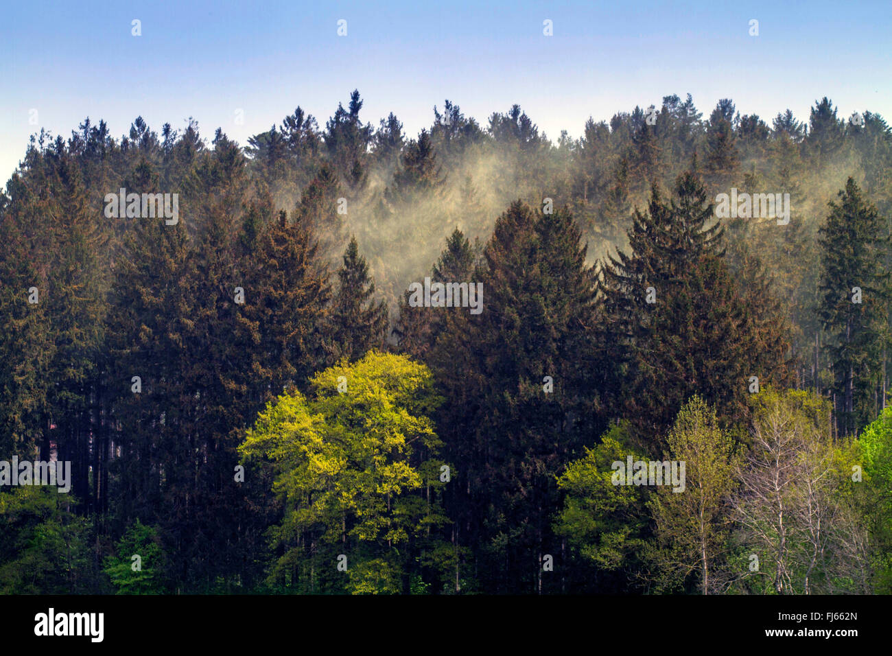 Norway spruce (Picea abies), extrem spruce bloom, clouds of pollen ...