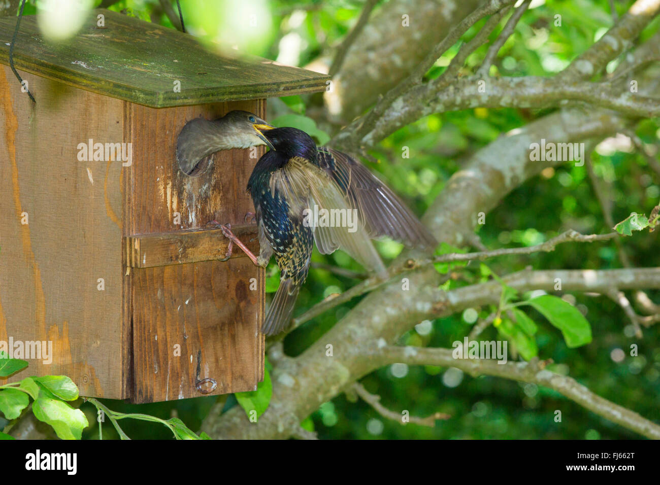 common starling (Sturnus vulgaris), feeds juvenile at the nesting box ...