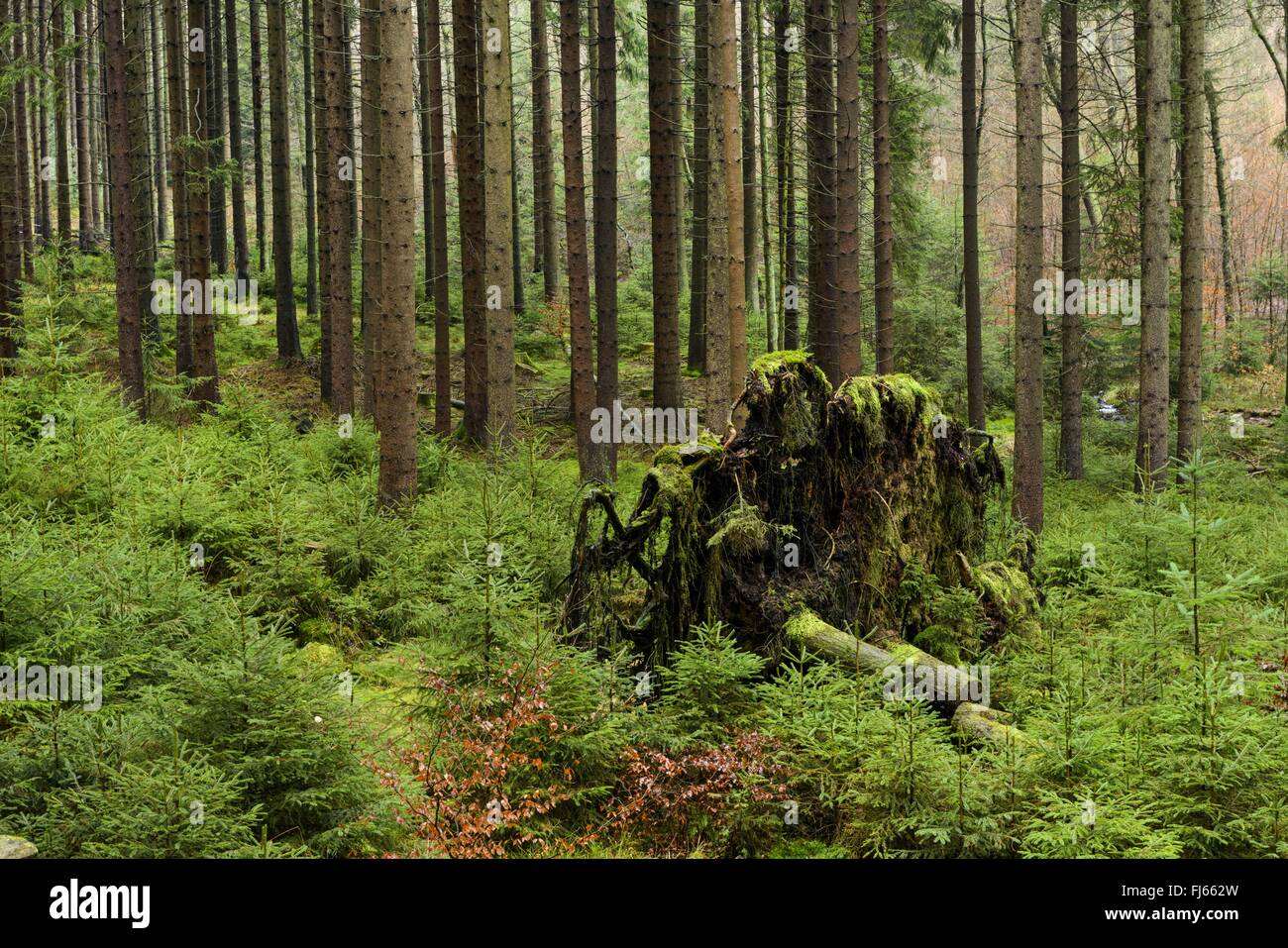Germany picea spec hi-res stock photography and images - Alamy