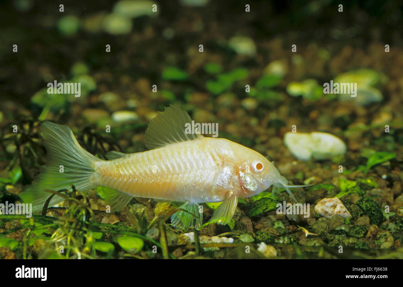 Corydoras (Corydoras spec), swimming Stock Photo - Alamy
