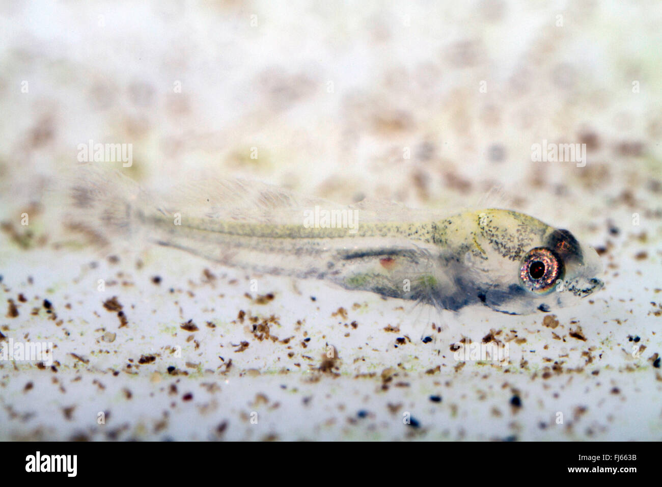 tubenose goby (Proterorhinus marmoratus, Gobius marmoratus), larva ...