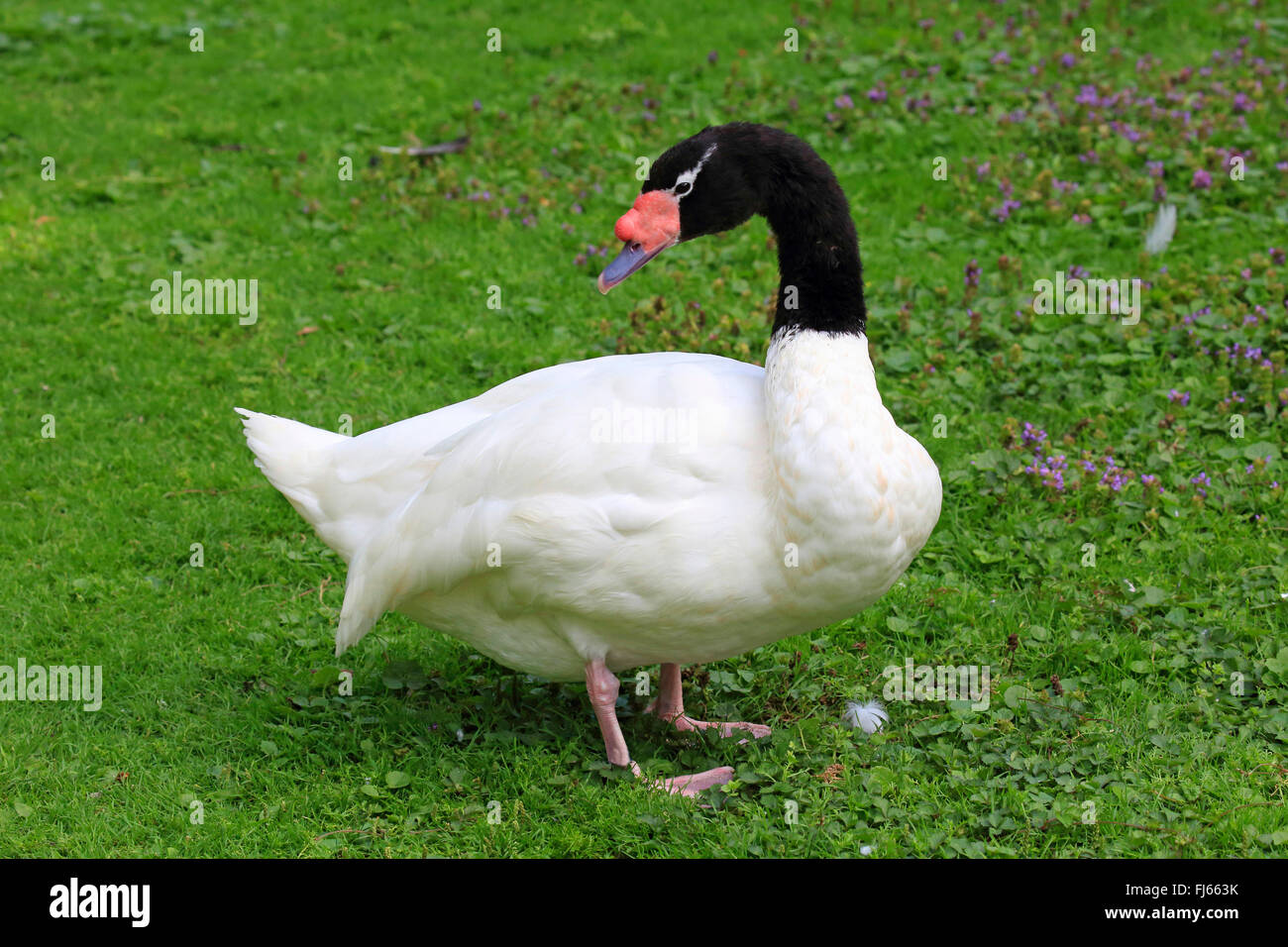 Swan standing up in the water hi-res stock photography and images - Alamy