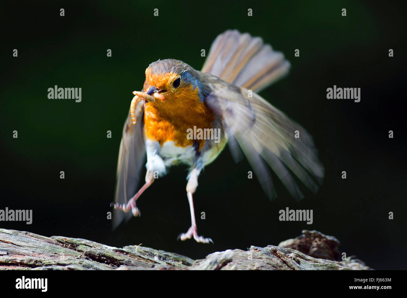 Robin With Grubs High Resolution Stock Photography and Images - Alamy