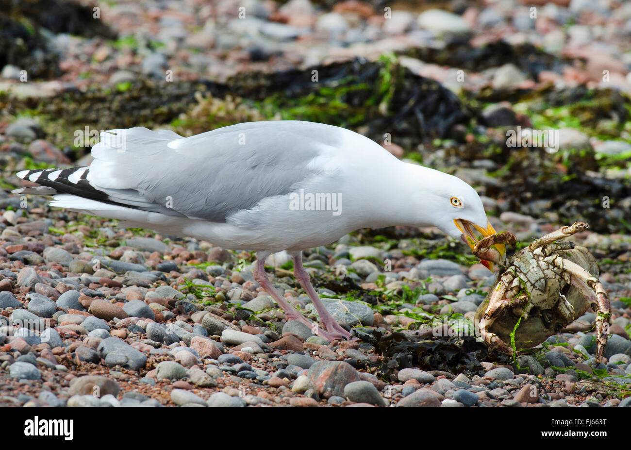 Scottish crab hi-res stock photography and images - Alamy