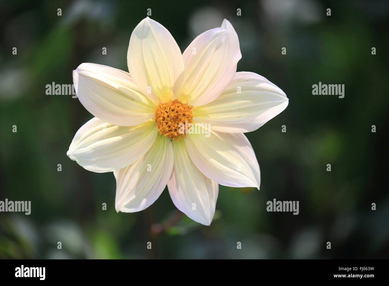 georgina (Dahlia spec.), flower Stock Photo - Alamy
