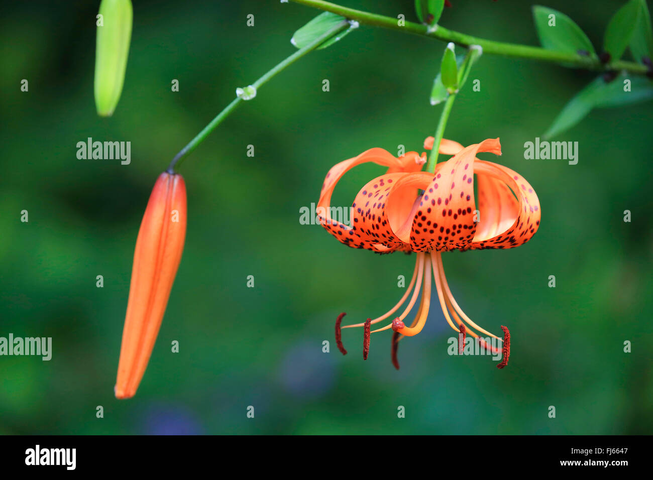 Tiger lily flower hi-res stock photography and images - Alamy