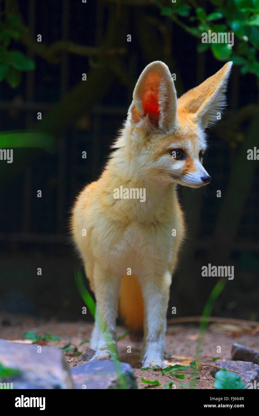 fennec fox (Fennecus zerda, Vulpes zerda), in outdoor enclosure Stock ...