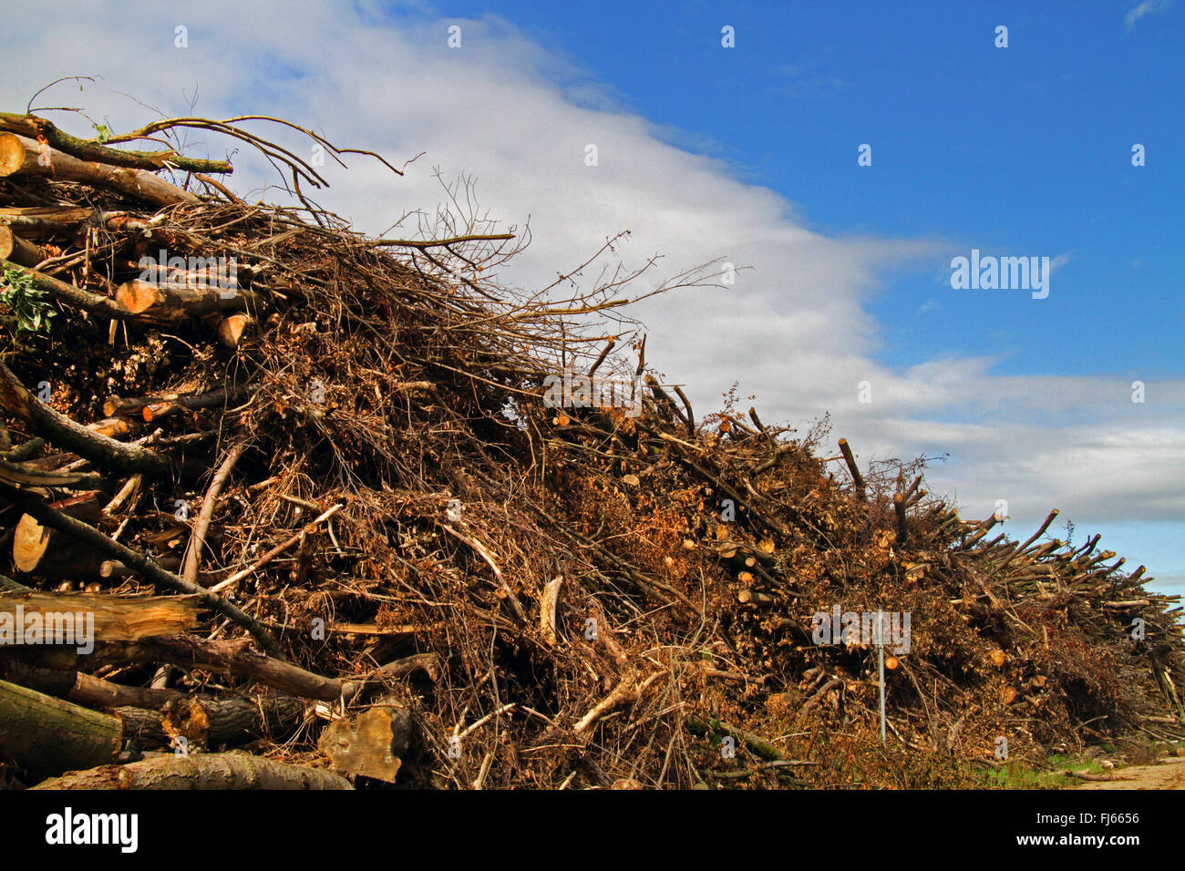 timber storage after deforestation, Germany Stock Photo - Alamy