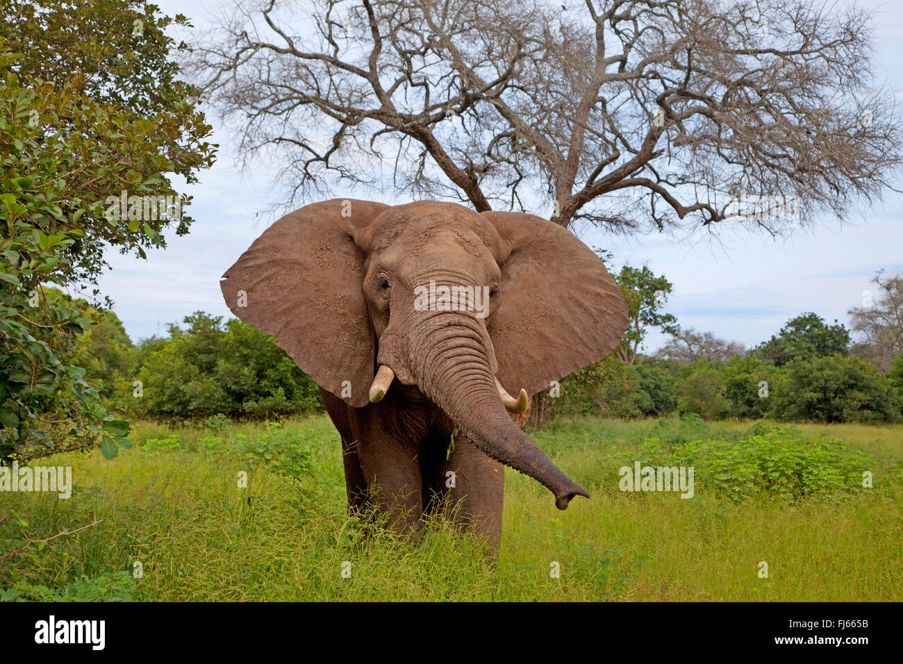Elephant grass africa hi-res stock photography and images - Alamy