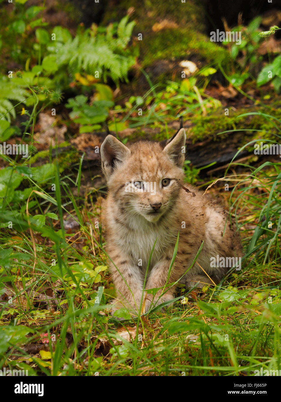 northern lynx (Lynx lynx lynx), pup, Germany, Bavaria Stock Photo - Alamy