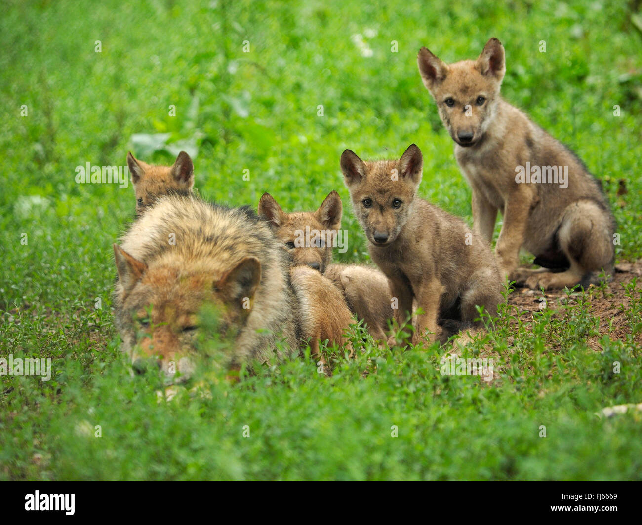 European gray wolf (Canis lupus lupus), wolf with pups, Germany ...