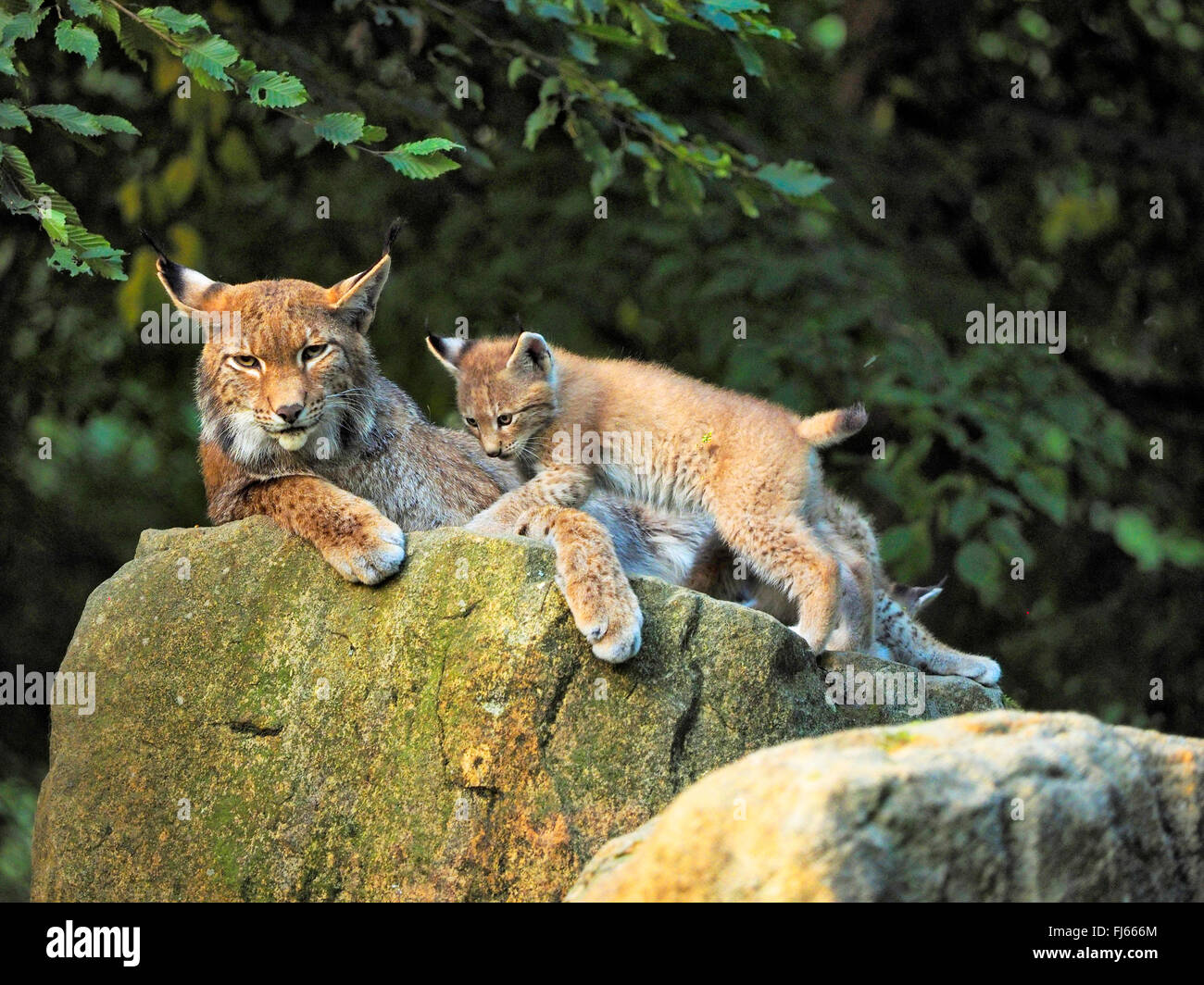 northern lynx (Lynx lynx lynx), female with pup, Germany, Bavaria Stock ...