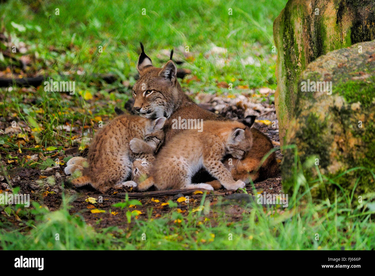 northern lynx (Lynx lynx lynx), female with pups, Germany, Bavaria ...