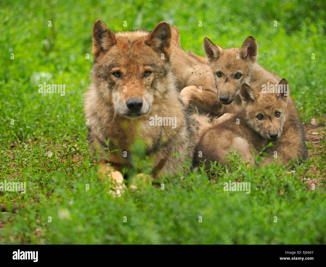 European gray wolf (Canis lupus lupus), wolf with pups, Germany ...