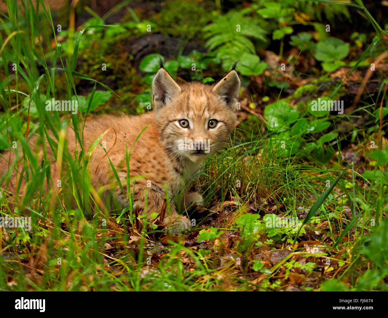 northern lynx (Lynx lynx lynx), young lynx, Germany, Bavaria Stock ...