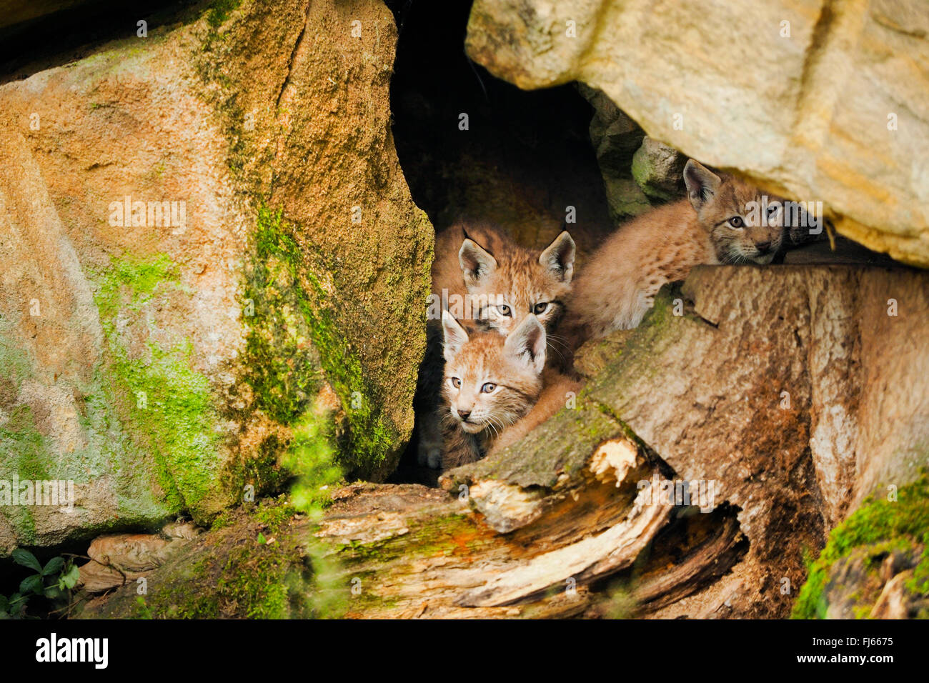 northern lynx (Lynx lynx lynx), pups, Germany, Bavaria Stock Photo - Alamy