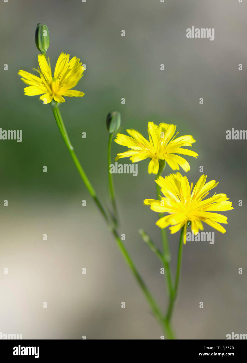 common nipplewort (Lapsana communis), blooming, Germany, Bavaria ...