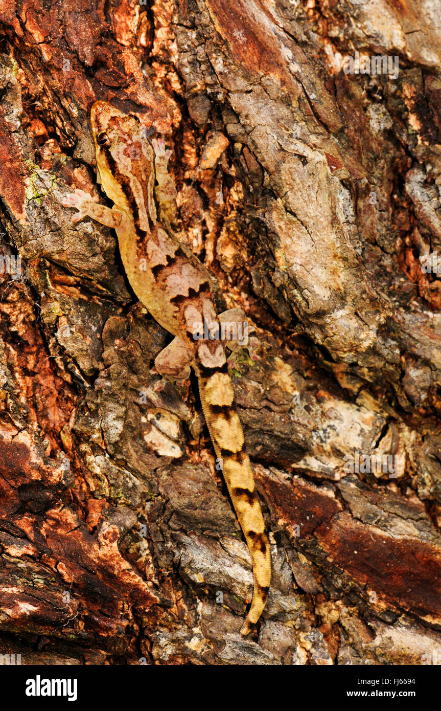 Mountain New Caledonian Gecko (Bavayia cyclura, Bavayia montana), well ...