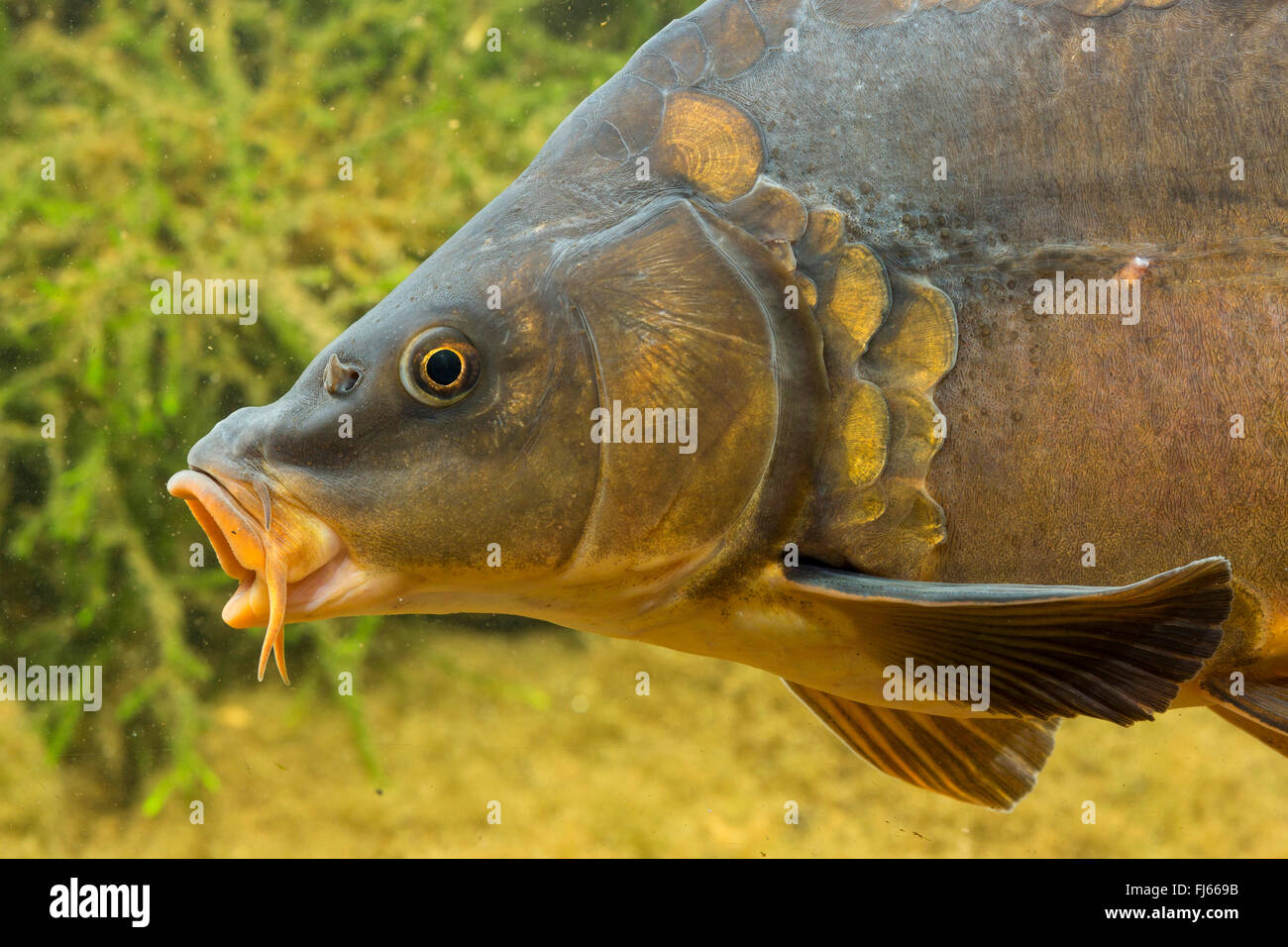 carp, common carp, European carp (Cyprinus carpio), mirror carp Stock ...