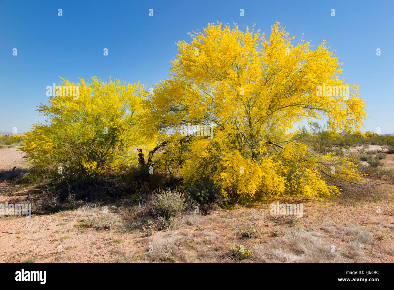 Blue Palo Verde (Parkinsonia florida, Cercidium floridum), flowering in ...