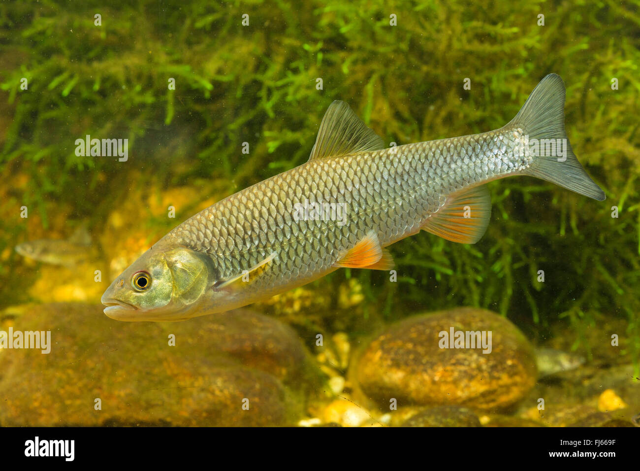Chub fish hi-res stock photography and images - Alamy