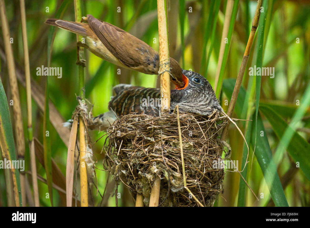 Eurasian cuckoo (Cuculus canorus), reed warbler feeding a 14 days old ...