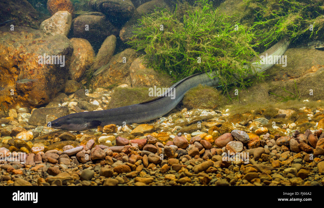 eel, European eel, river eel (Anguilla anguilla), on the bottom ...