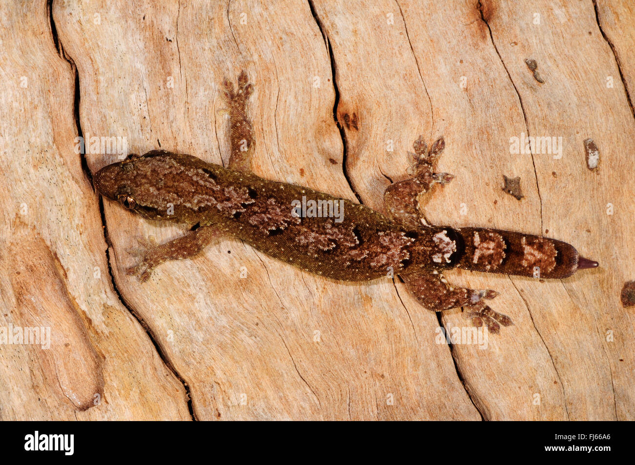 Mountain New Caledonian Gecko (Bavayia cyclura, Bavayia montana), at a ...