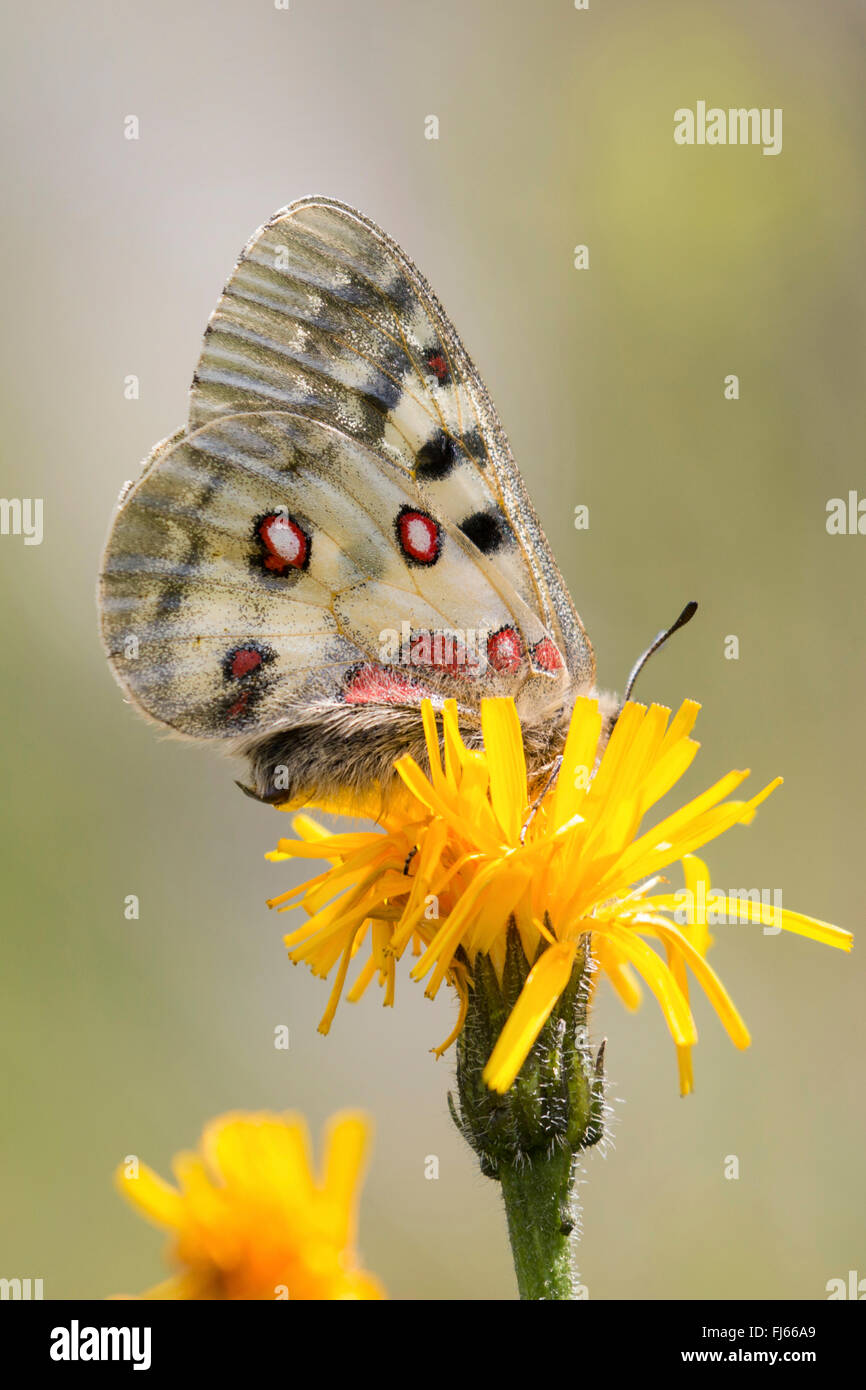 Phoebus Apollo, Small Apollo (Parnassius phoebus), female at a yellow ...
