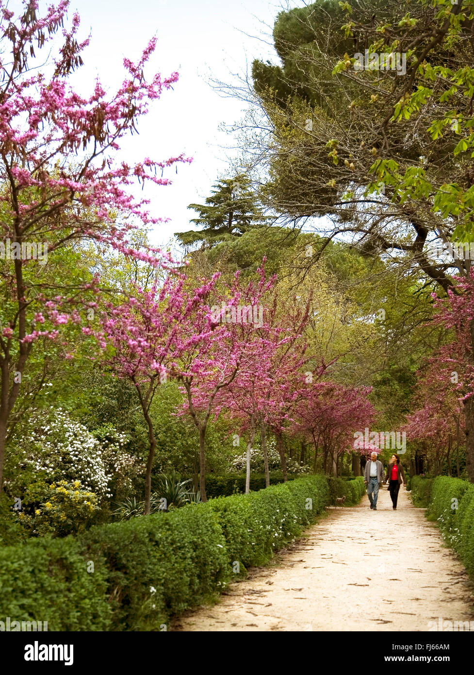 Pathway in a urban park with blossom plants. Vertical Stock Photo - Alamy