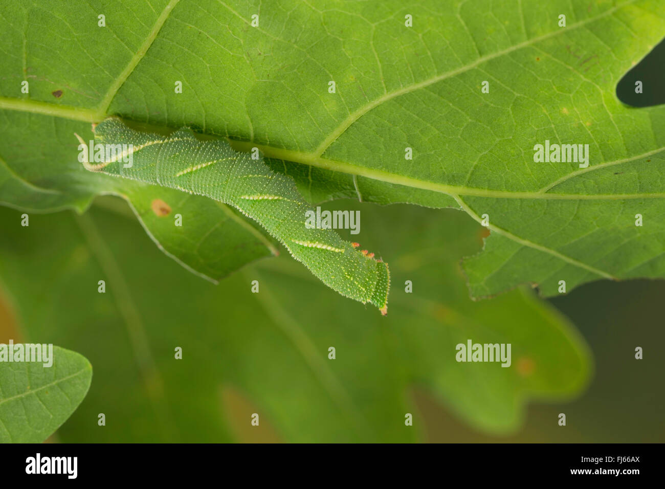 oak hawkmoth (Marumba quercus, Smerinthus quercus), caterpillar eating ...